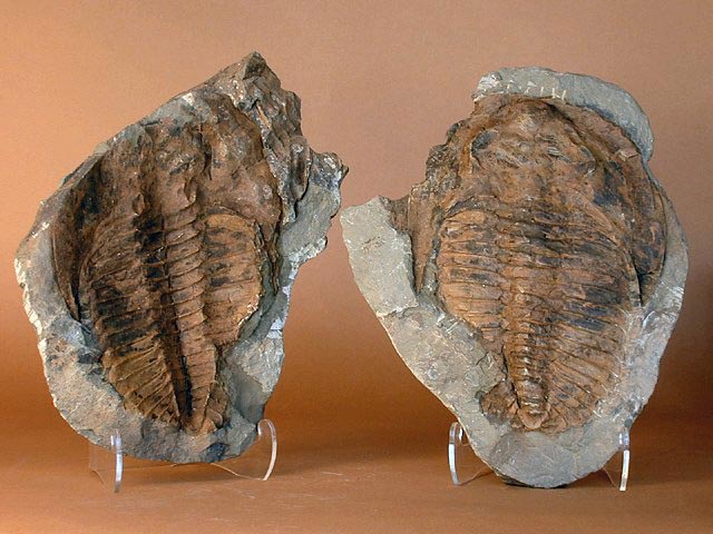 Paleo Facts ~ Trilobites